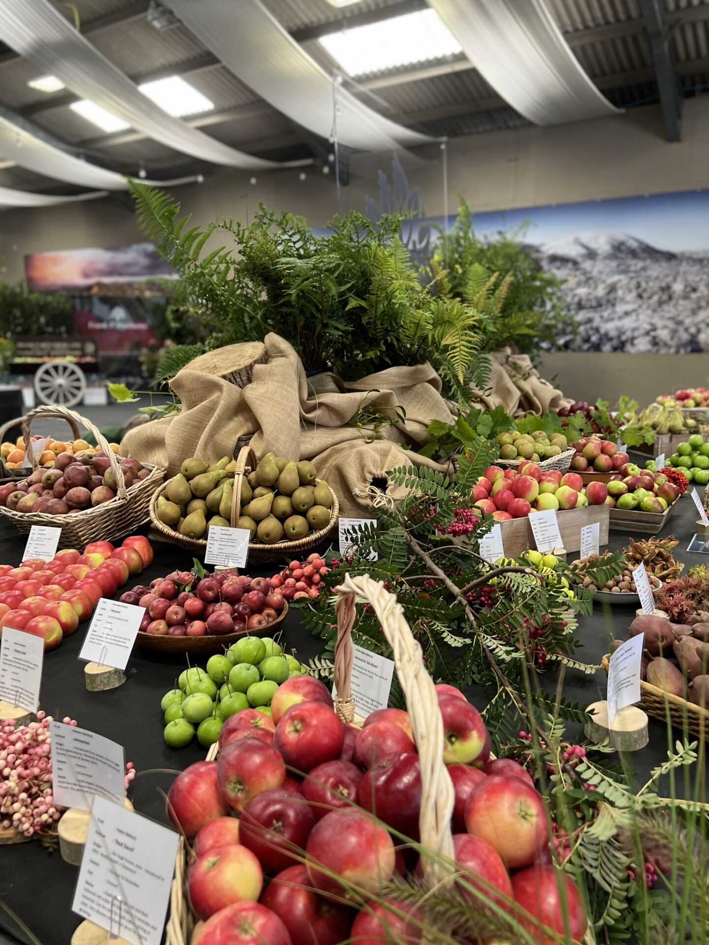 WE WON GOLD for our Malvern Autumn Fruit Display 2022
