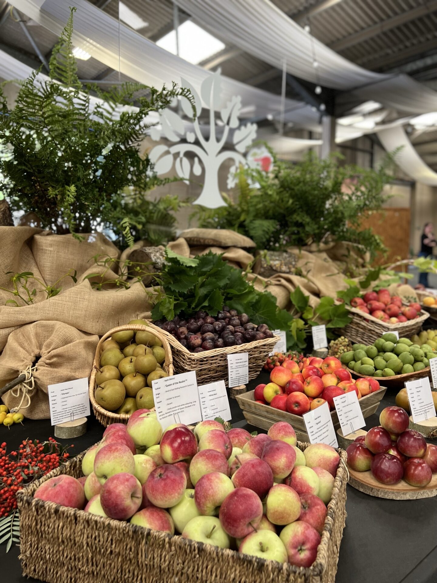 WE WON GOLD for our Malvern Autumn Fruit Display 2022