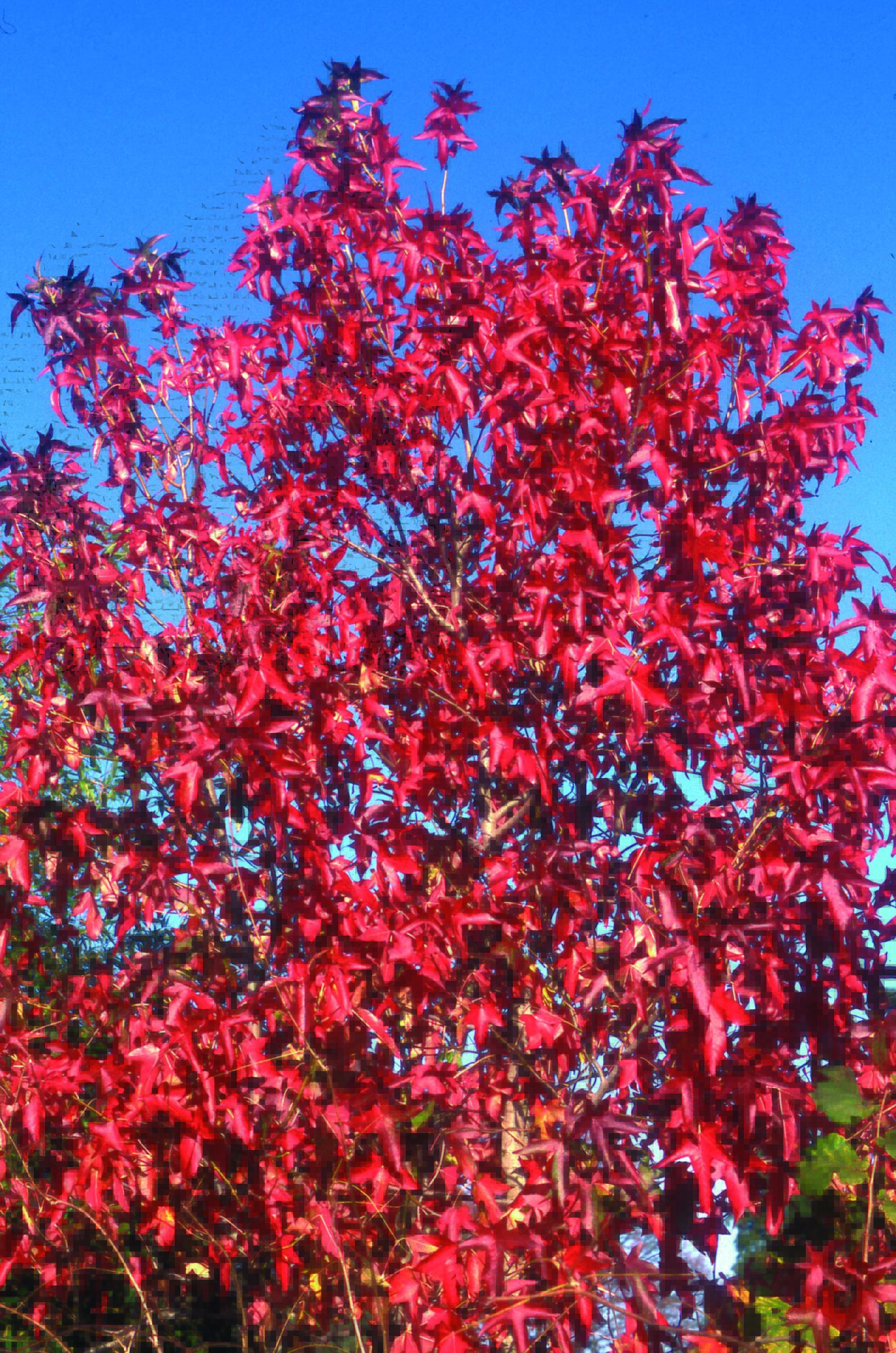 The Best Trees For Autumn Colour | Frank P Matthews