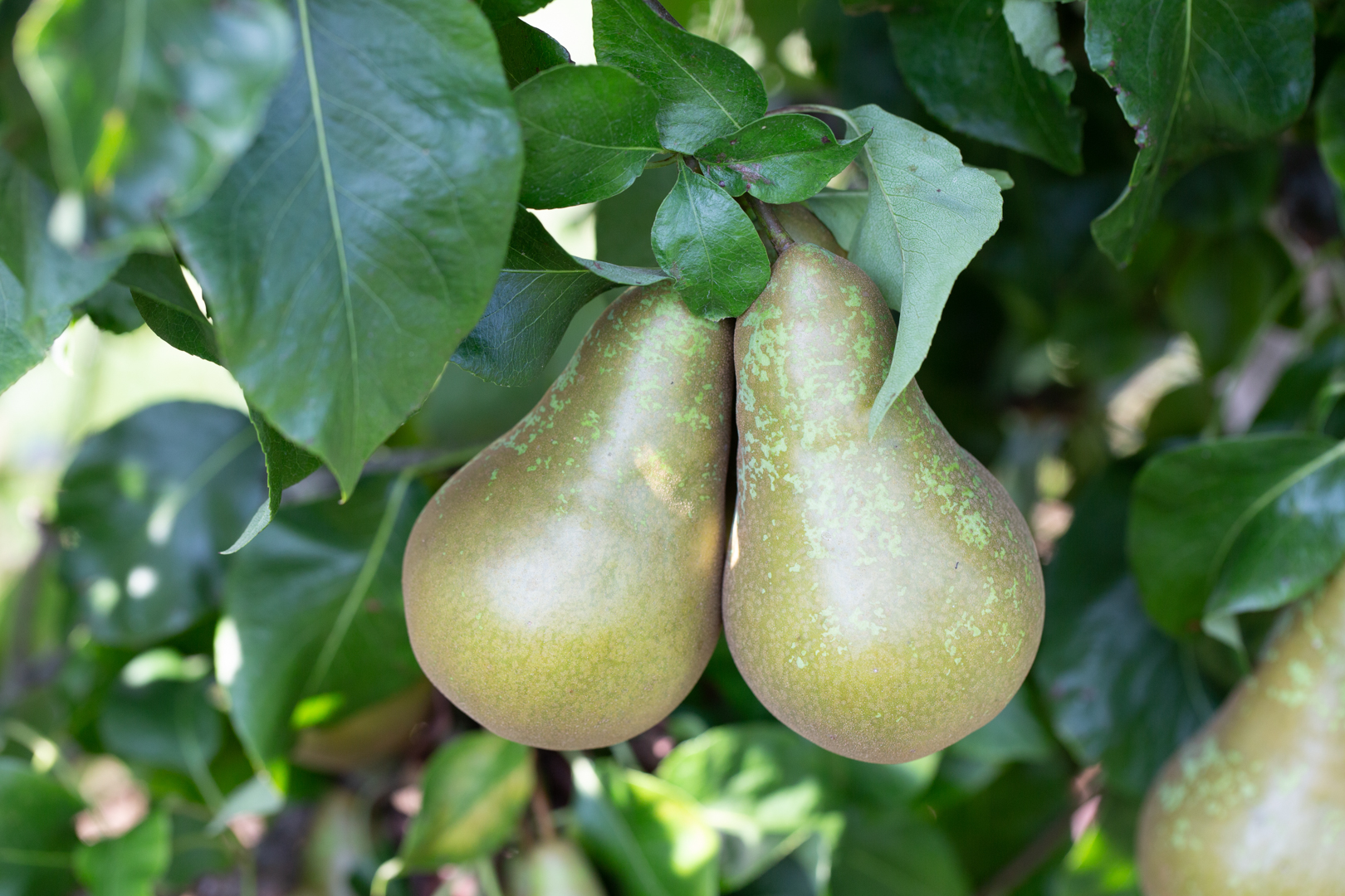 Top Recommended Fruit Trees for Autumn | Frank P Matthews