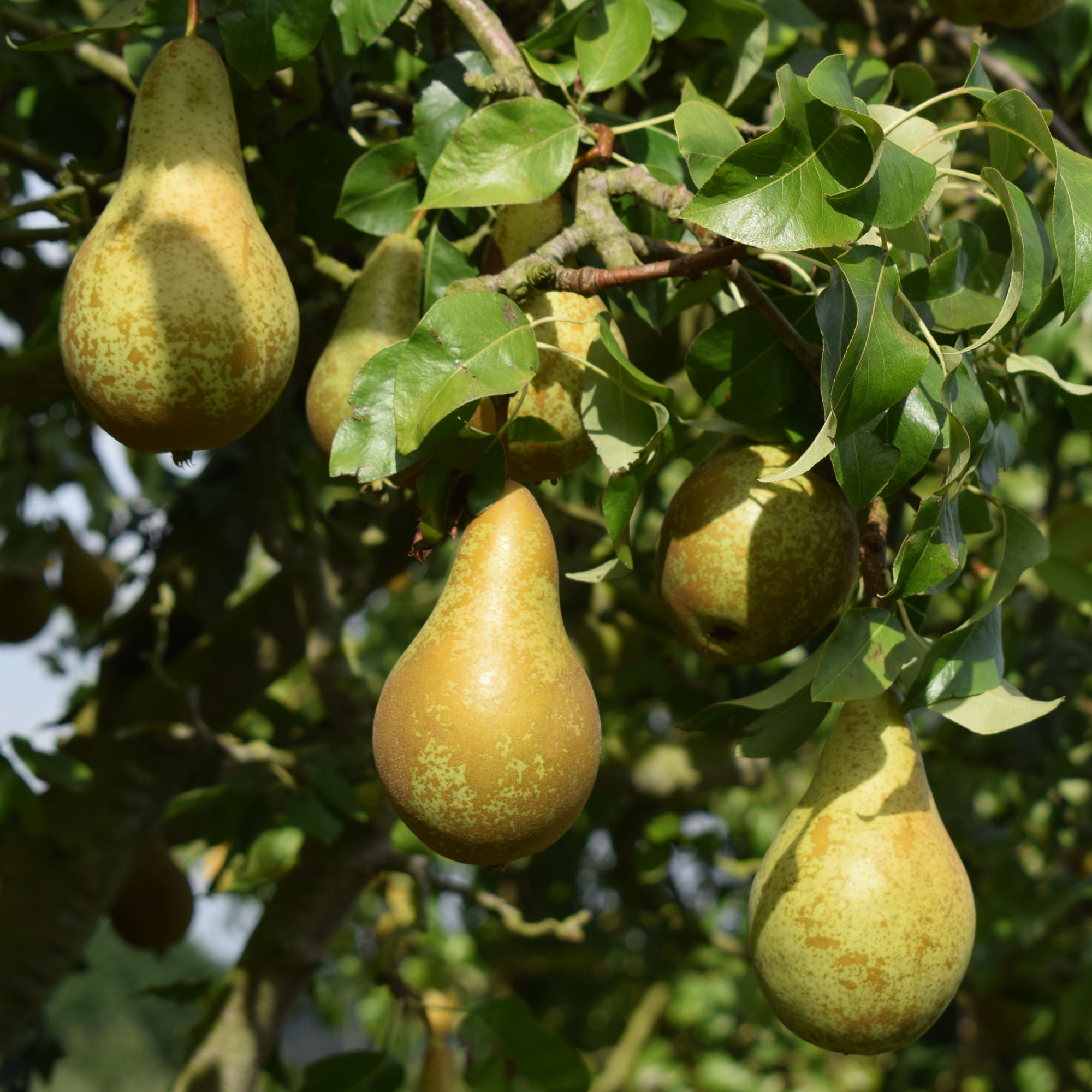 Top Recommended Fruit Trees for Autumn | Frank P Matthews