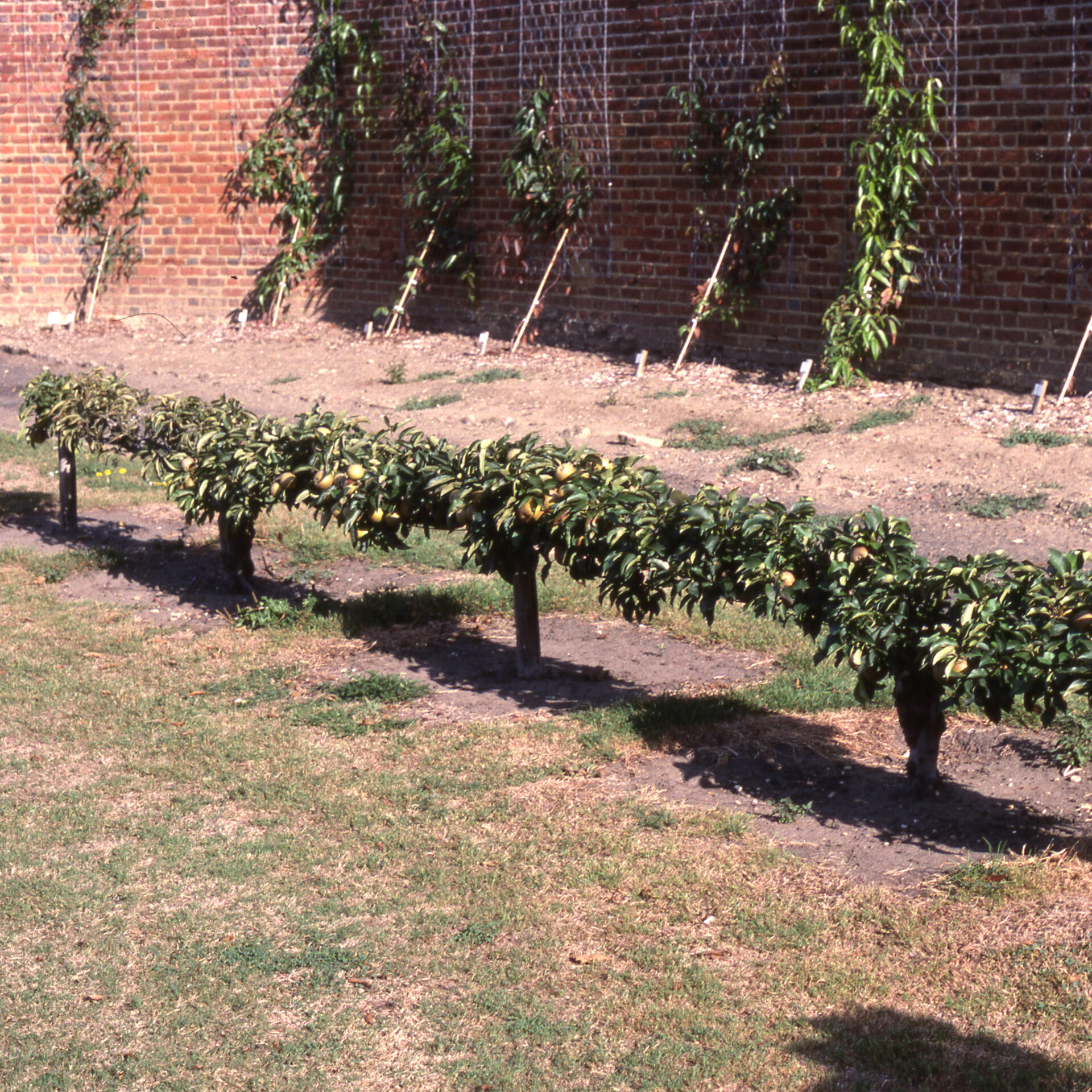 The Best Fruit Trees For An Allotment | Frank P Matthews