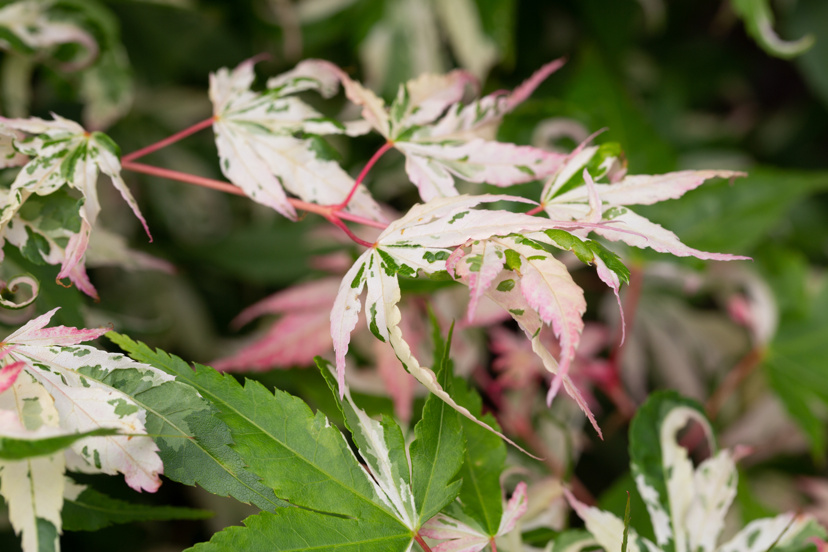 Acer negundo 'Flamingo' | Boxelder Maple | Ornamental Trees | Frank P ...