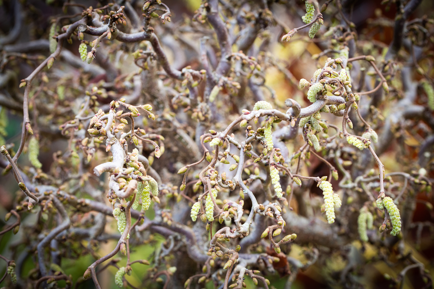 Corylus avellana 'Contorta' | Corkscrew hazel | Ornamental Trees ...