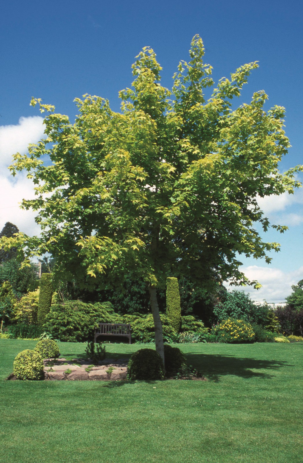 Acer cappadocicum 'Aureum' | Frank P Matthews