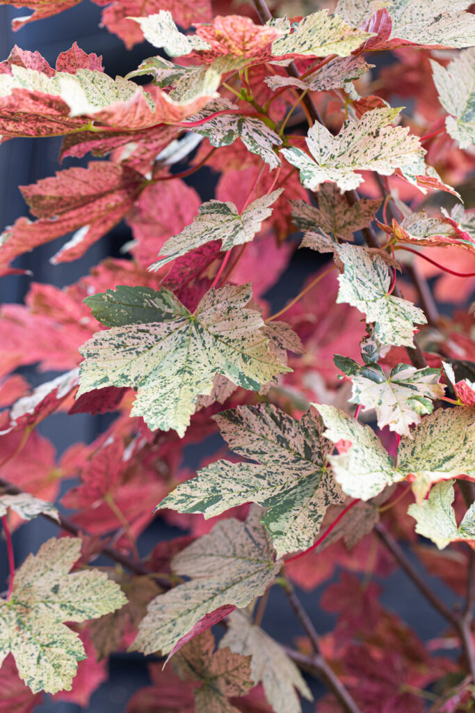 Acer pseudoplatanus var 'Esk Sunset' | Frank P Matthews