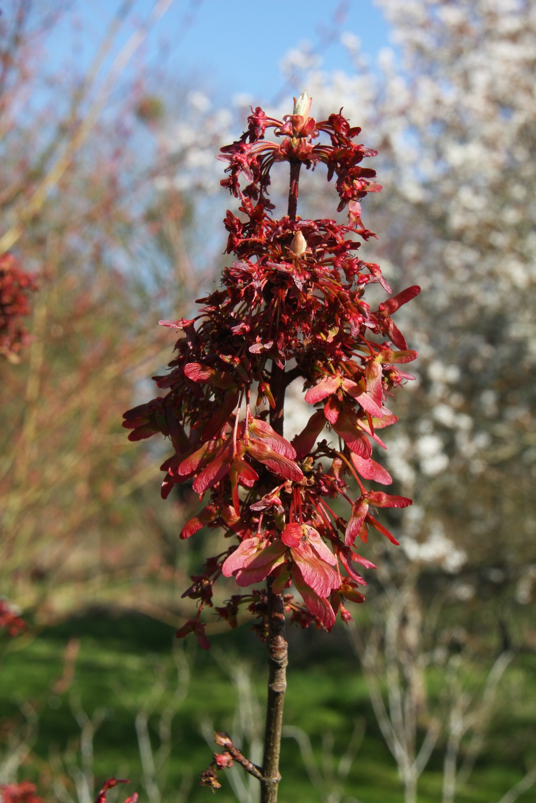 Acer rubrum 'Red Sunset' | Frank P Matthews