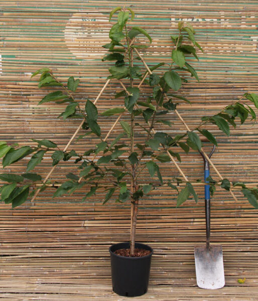 Fan Trained Fruit Trees | Frank P Matthews