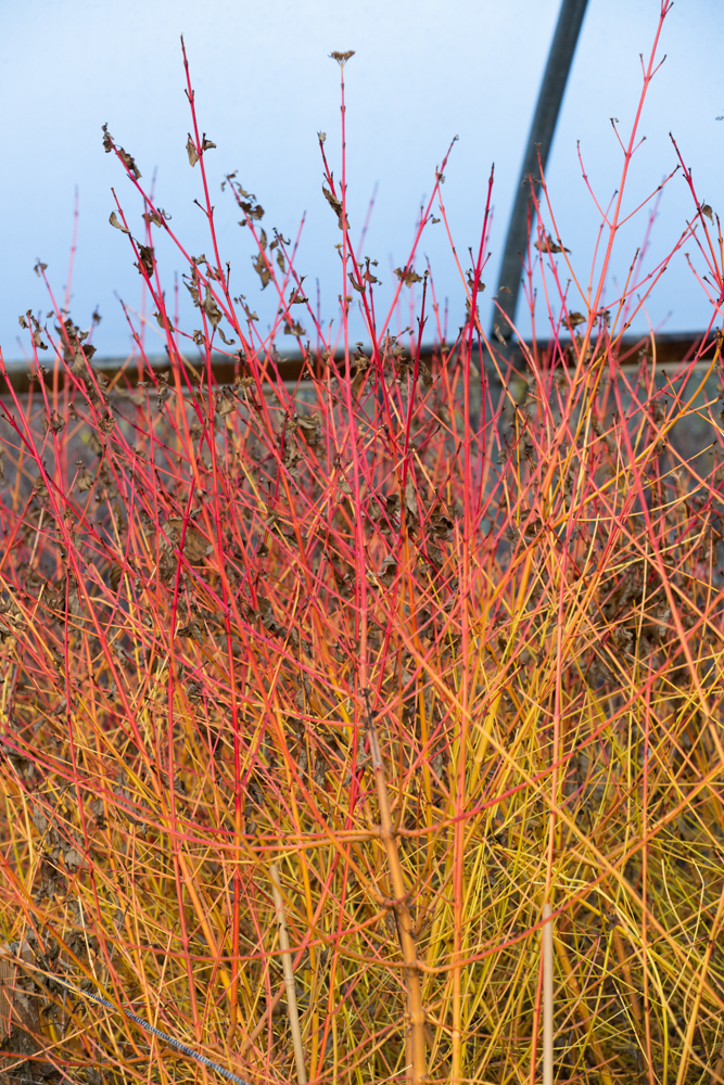 Cornus sanguinea 'Midwinter Fire' | Frank P Matthews