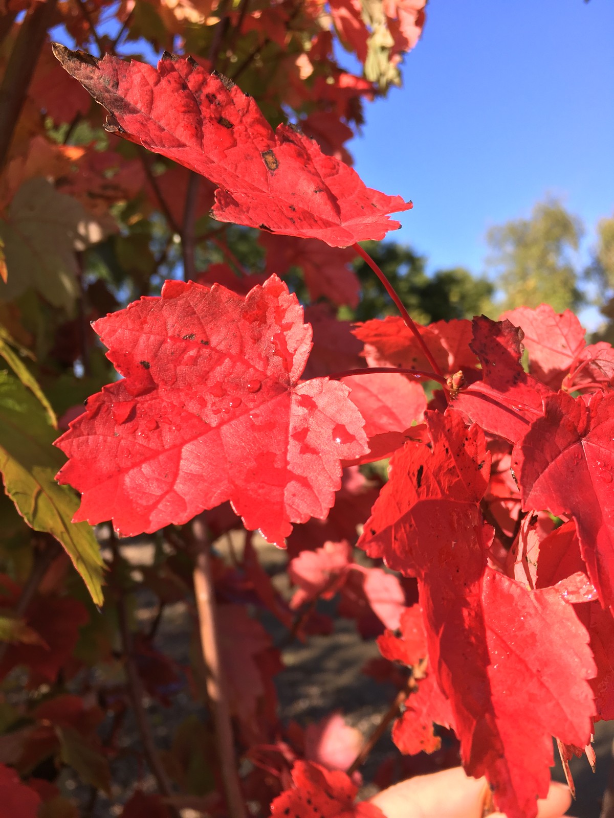 Acer rubrum 'Autumn Flame' | Frank P Matthews