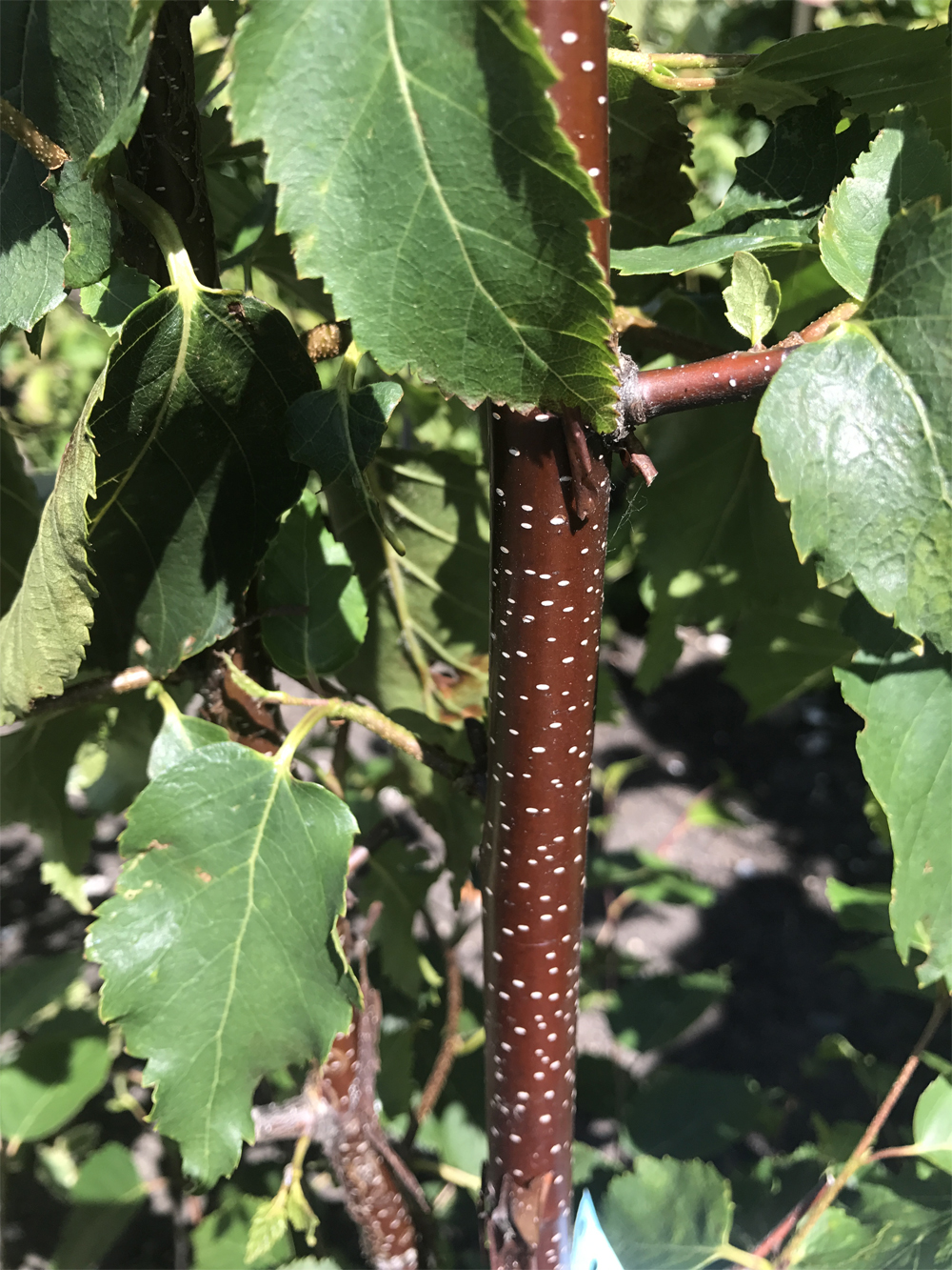 Betula utilis 'Cacao'® | Dark Chocolate Birch | Frank P Matthews