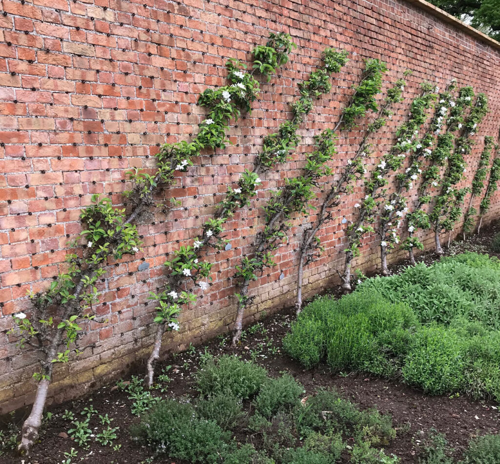 Cordon Fruit Trees | Frank P Matthews | Trained Trees