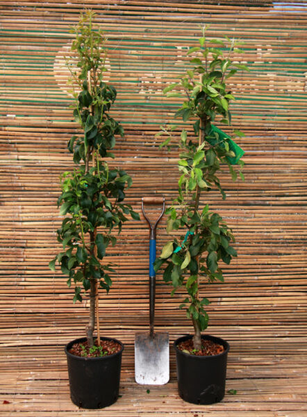 Cordon Fruit Trees | Frank P Matthews | Trained Trees