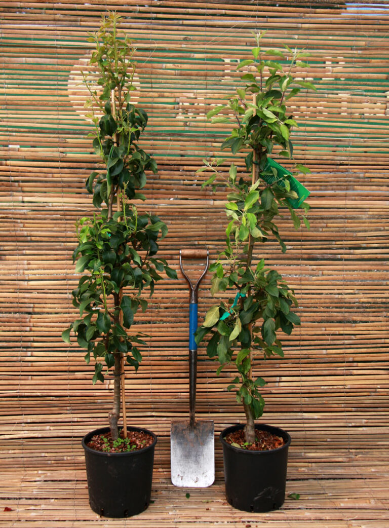 Cordon Fruit Trees | Frank P Matthews | Trained Trees