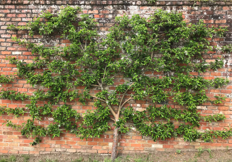 Fan Trained Fruit Trees | Frank P Matthews