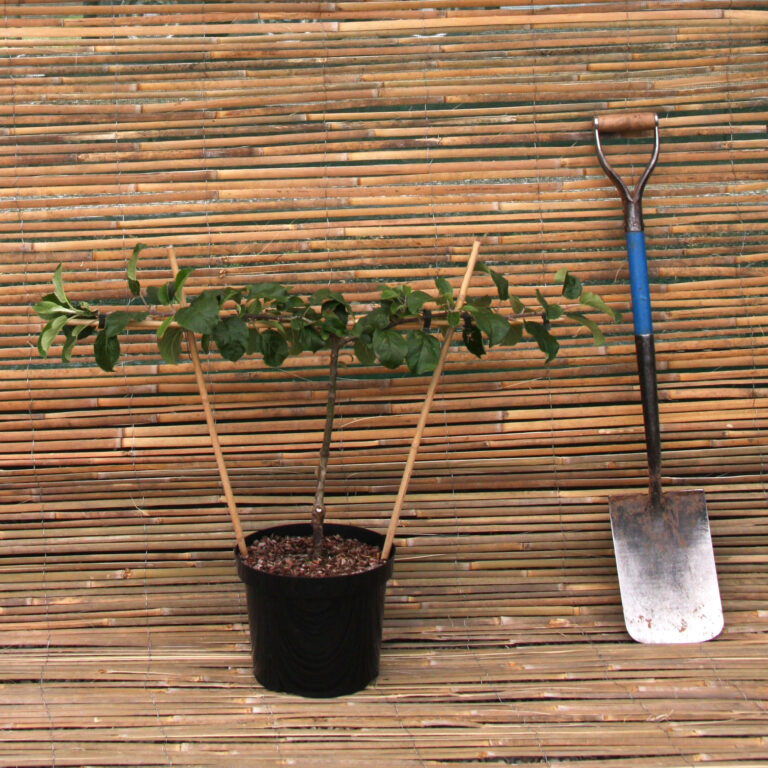 Step-over Fruit Trees | Frank P Matthews