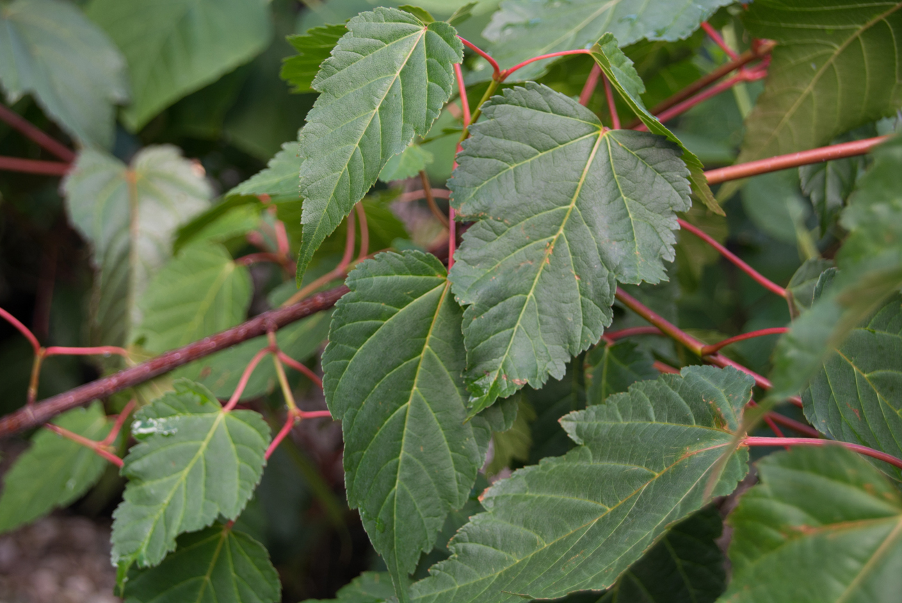 Acer davidii 'George Forrest'