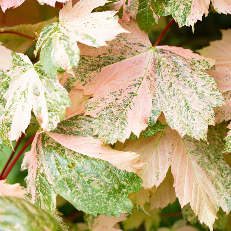 Acer pseudoplatanus 'Simon-louis Frères' | Frank P Matthews