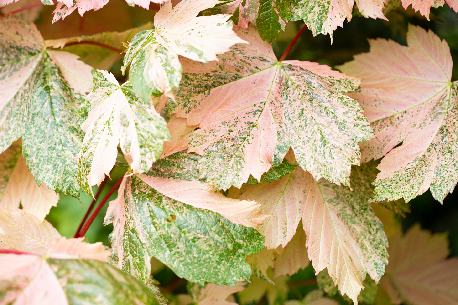 Acer pseudoplatanus 'Simon-louis Frères' | Frank P Matthews ...