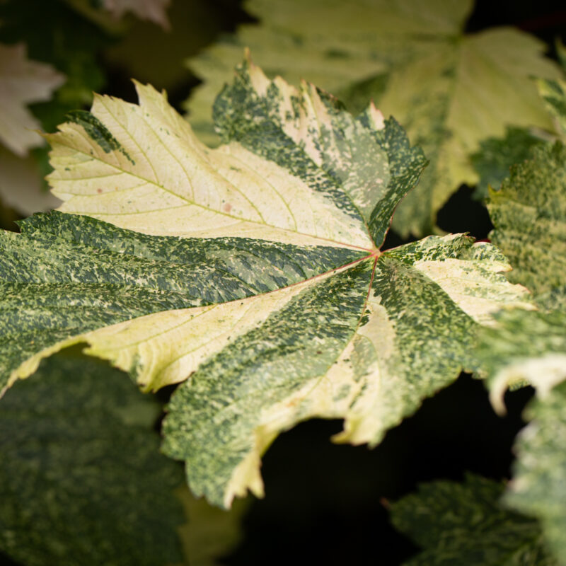 Acer pseudoplatanus 'Simon-louis Frères' | Frank P Matthews ...