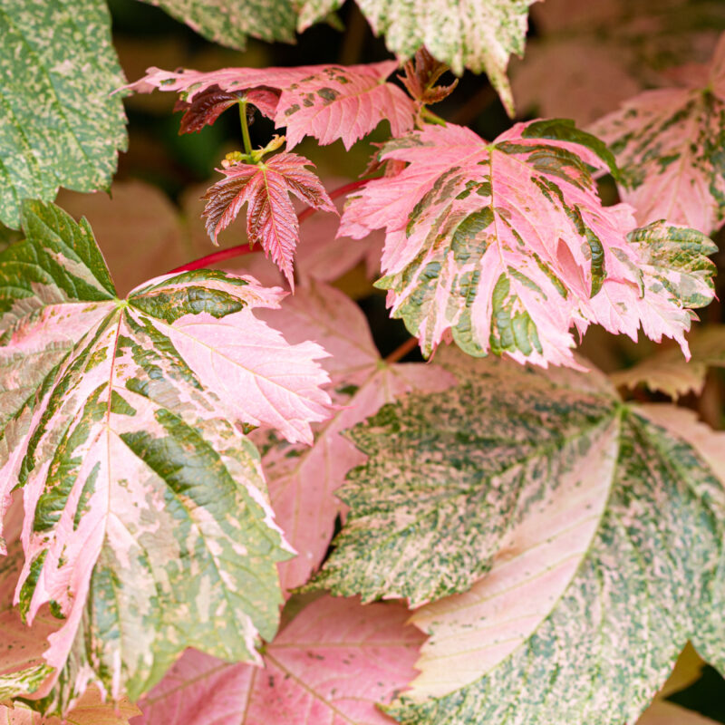 Acer pseudoplatanus 'Simon-louis Frères' | Frank P Matthews
