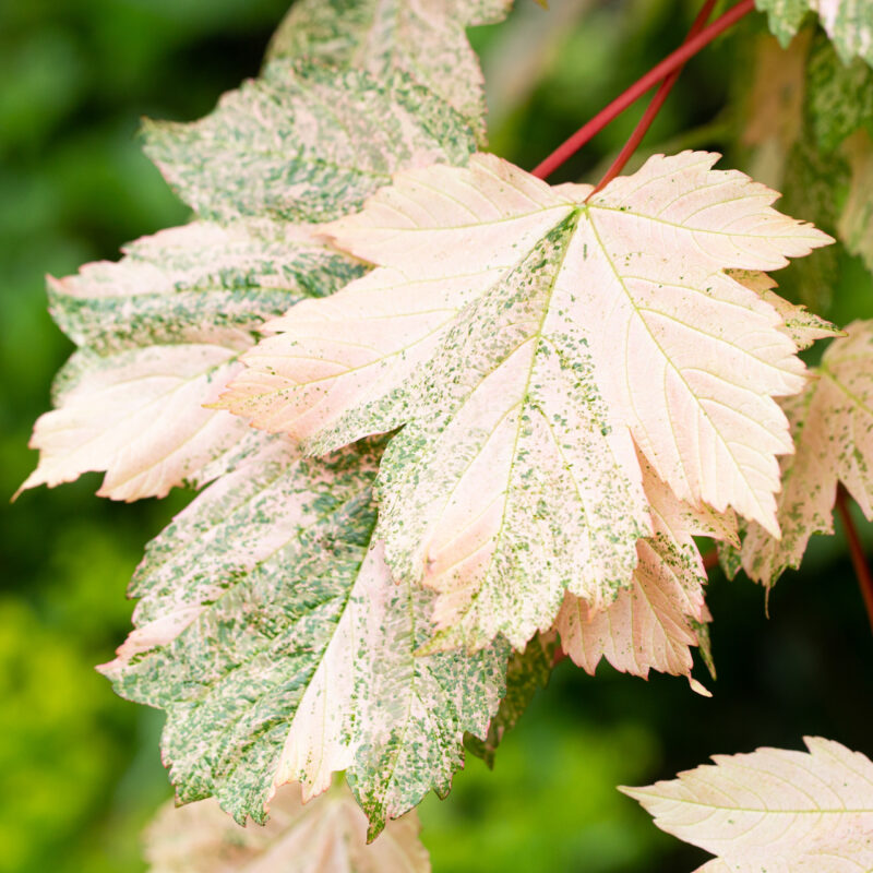 Acer pseudoplatanus 'Simon-louis Frères' | Frank P Matthews