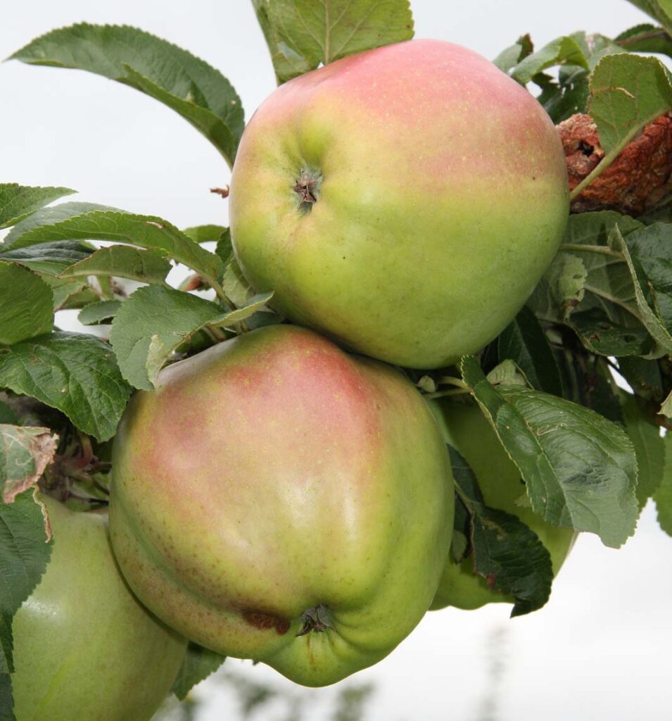 Captain Tom | Frank P Matthews