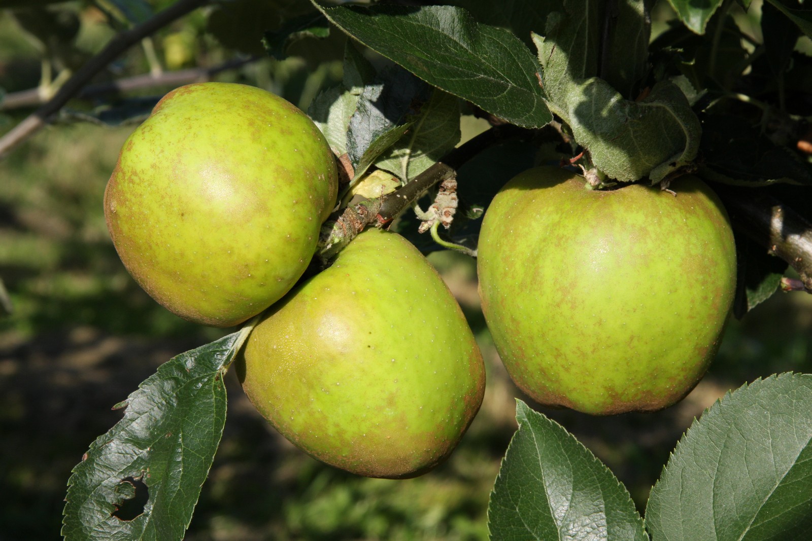 Claygate Pearmain | Frank P Matthews