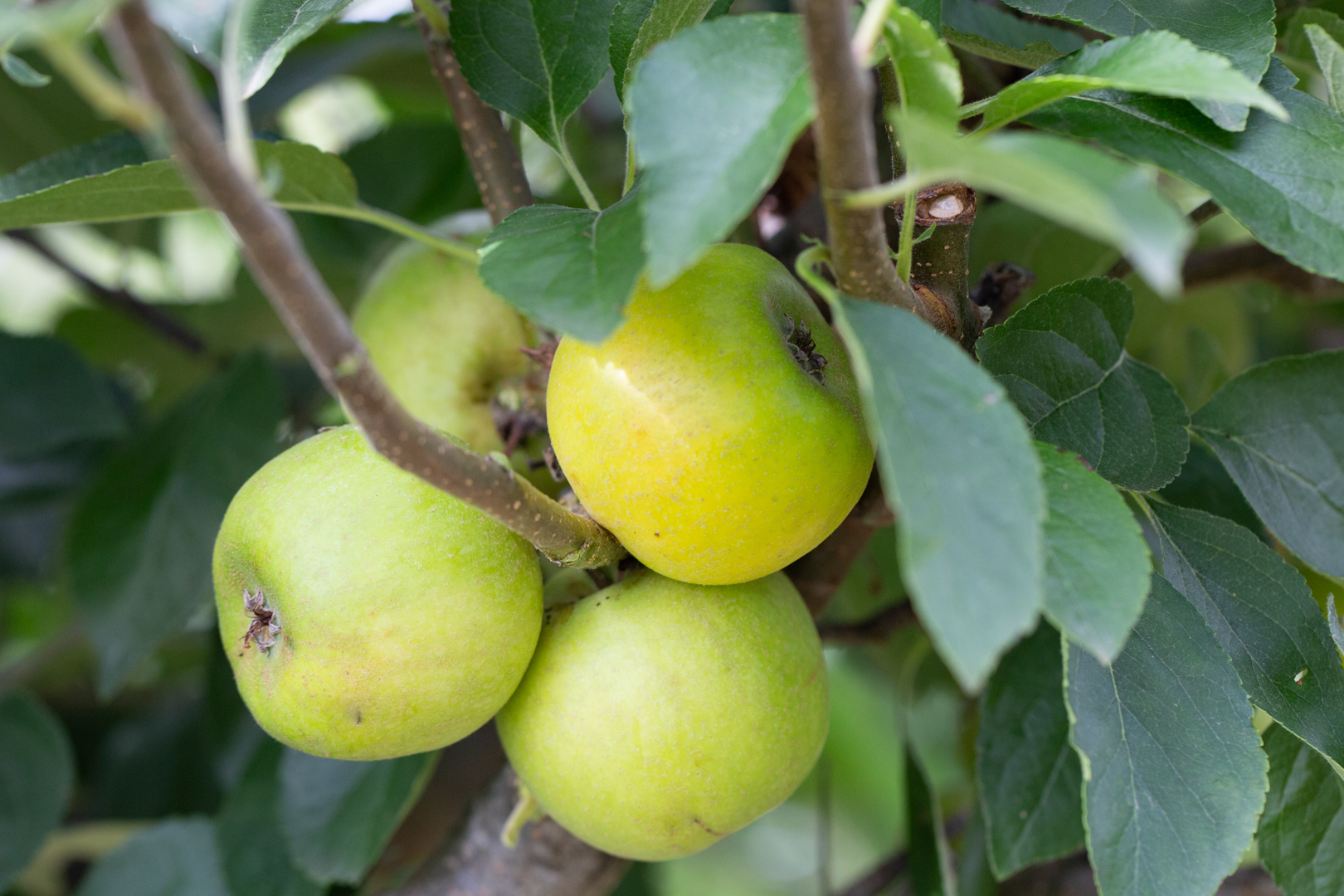 Court of Wick | Frank P Matthews