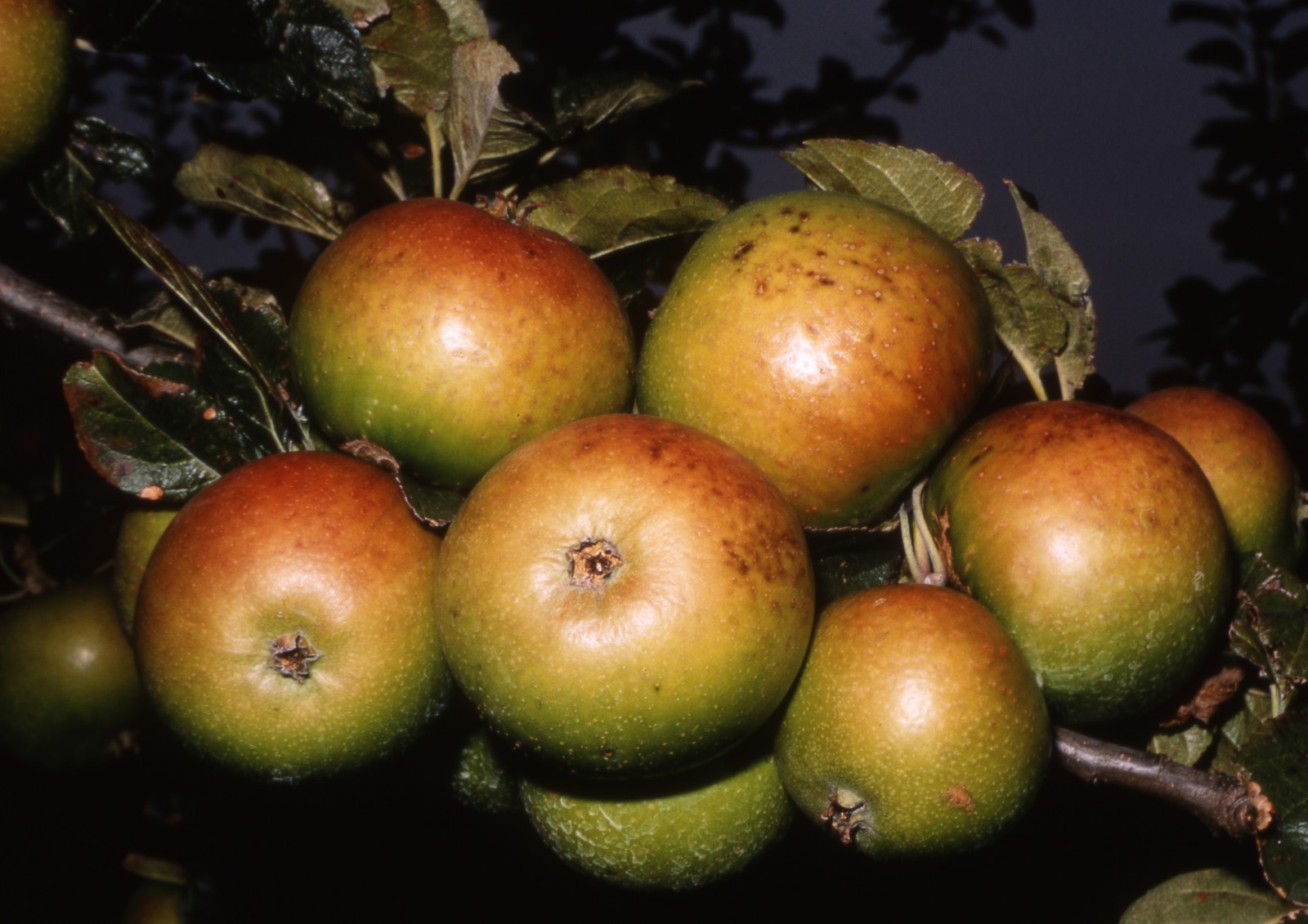 Edward VII | Frank P Matthews