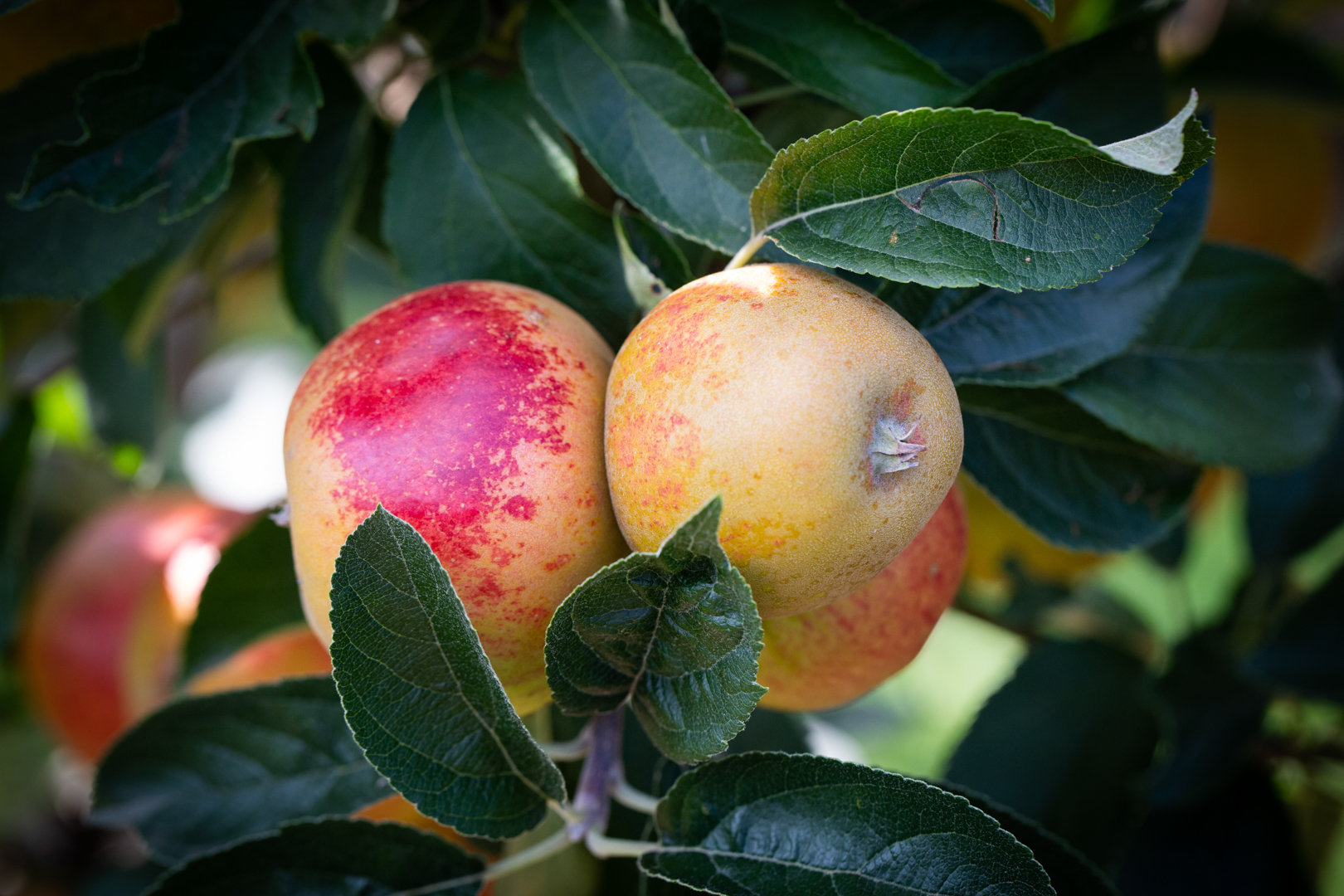 Norfolk Royal Russet | Apple Tree | Fruit Tree | Frank P Matthews