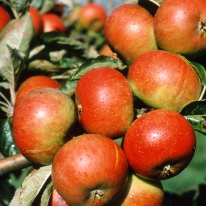 Red Pixie | Frank P Matthews