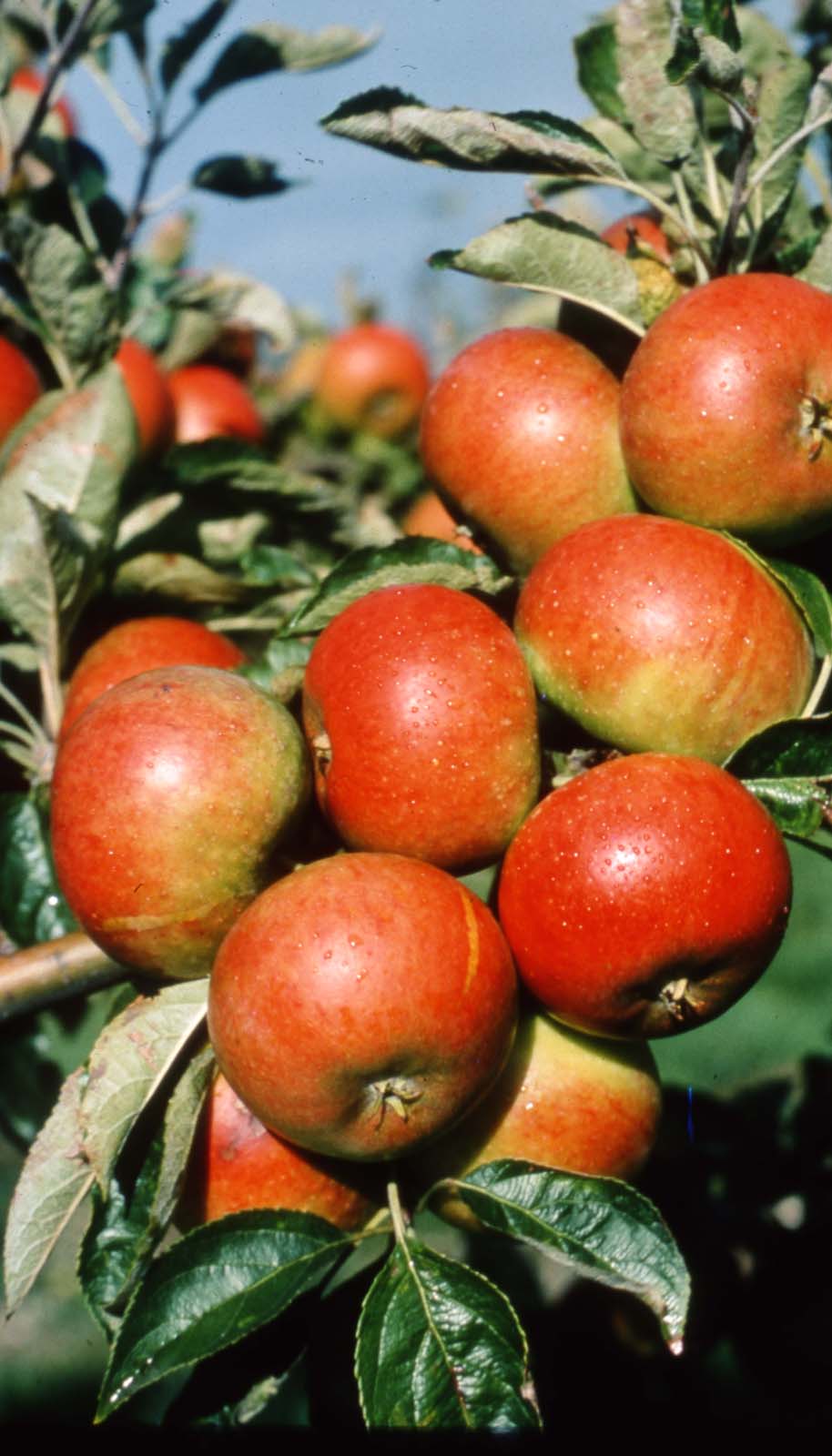 Red Pixie | Frank P Matthews