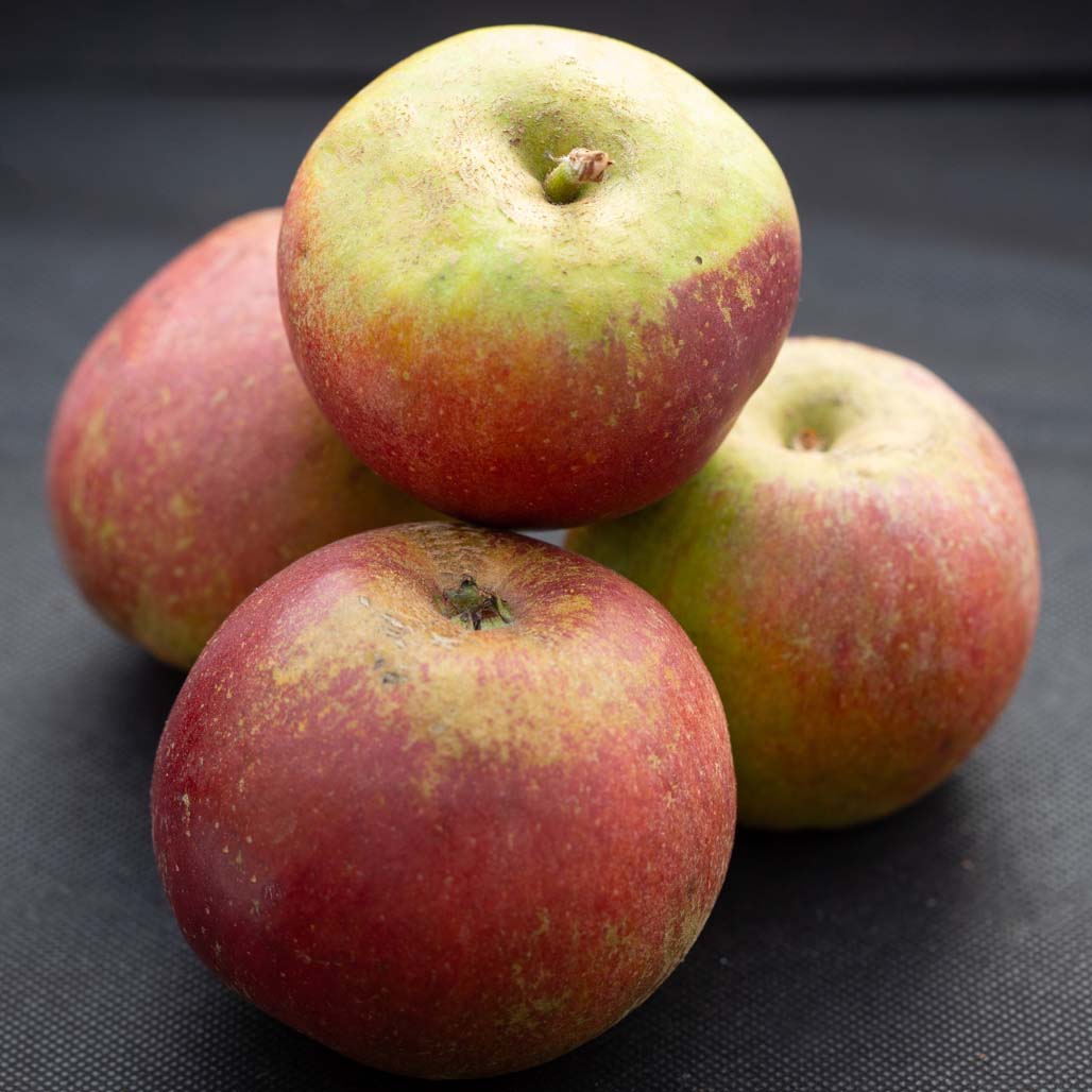 Tydeman's Late Orange | Apple Tree | Fruit Trees | Frank P Matthews