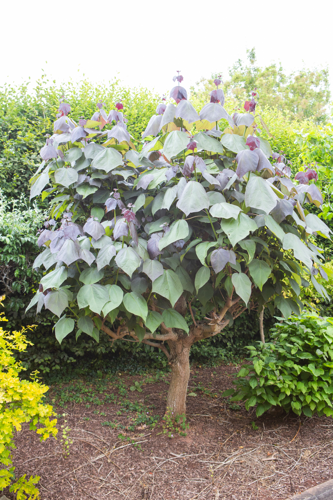 Catalpa erubescens 'Purpurea' | Frank P Matthews