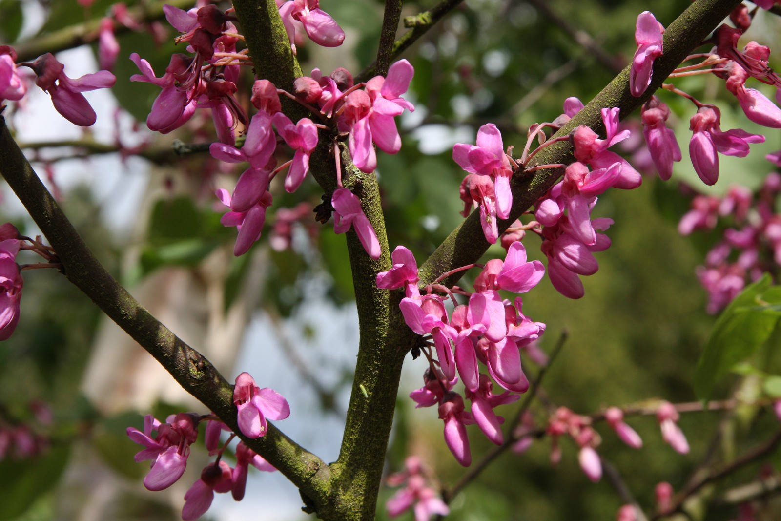 Cercis siliquastrum | Frank P Matthews | Ornamental Tree