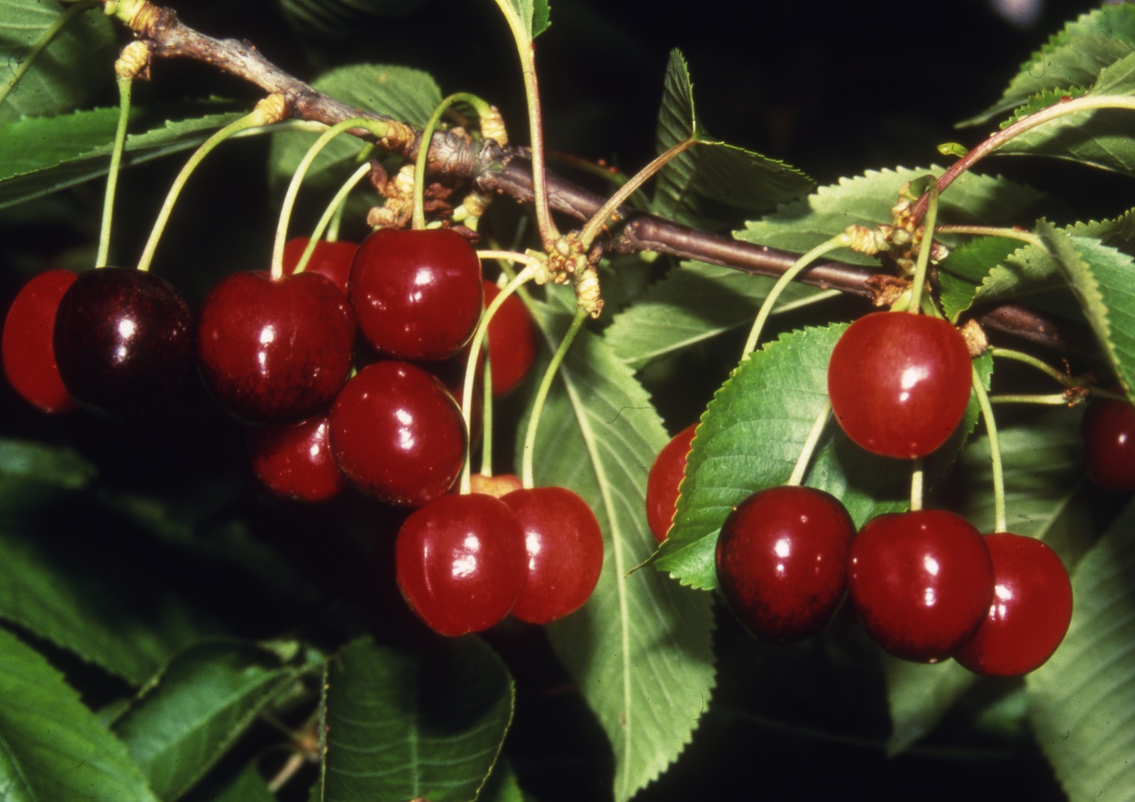 Merchant | Frank P Matthews