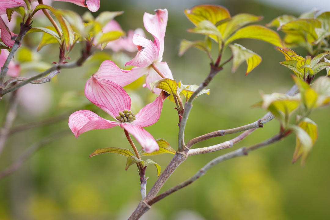 Florida Rubra Cornus
