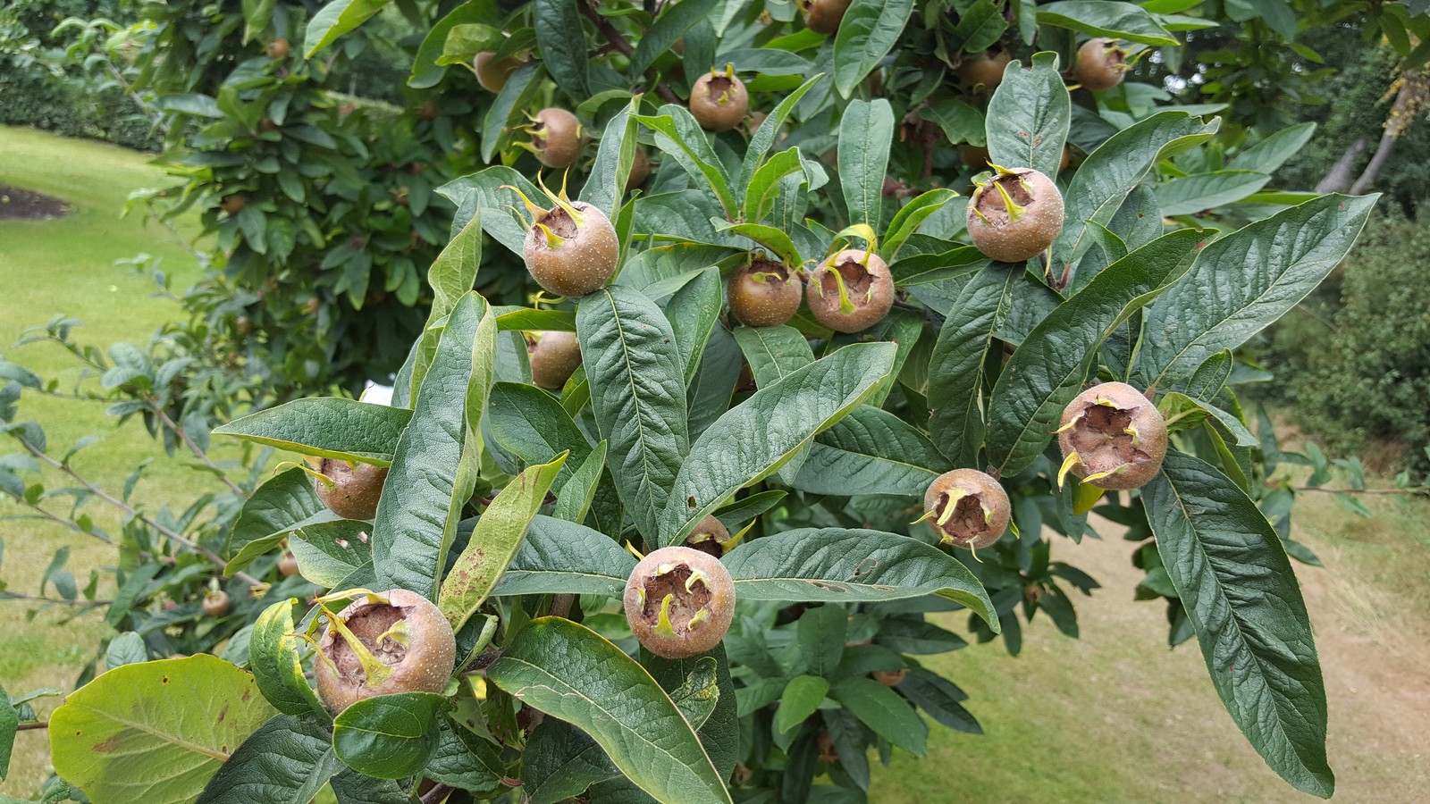 Medlar Tree