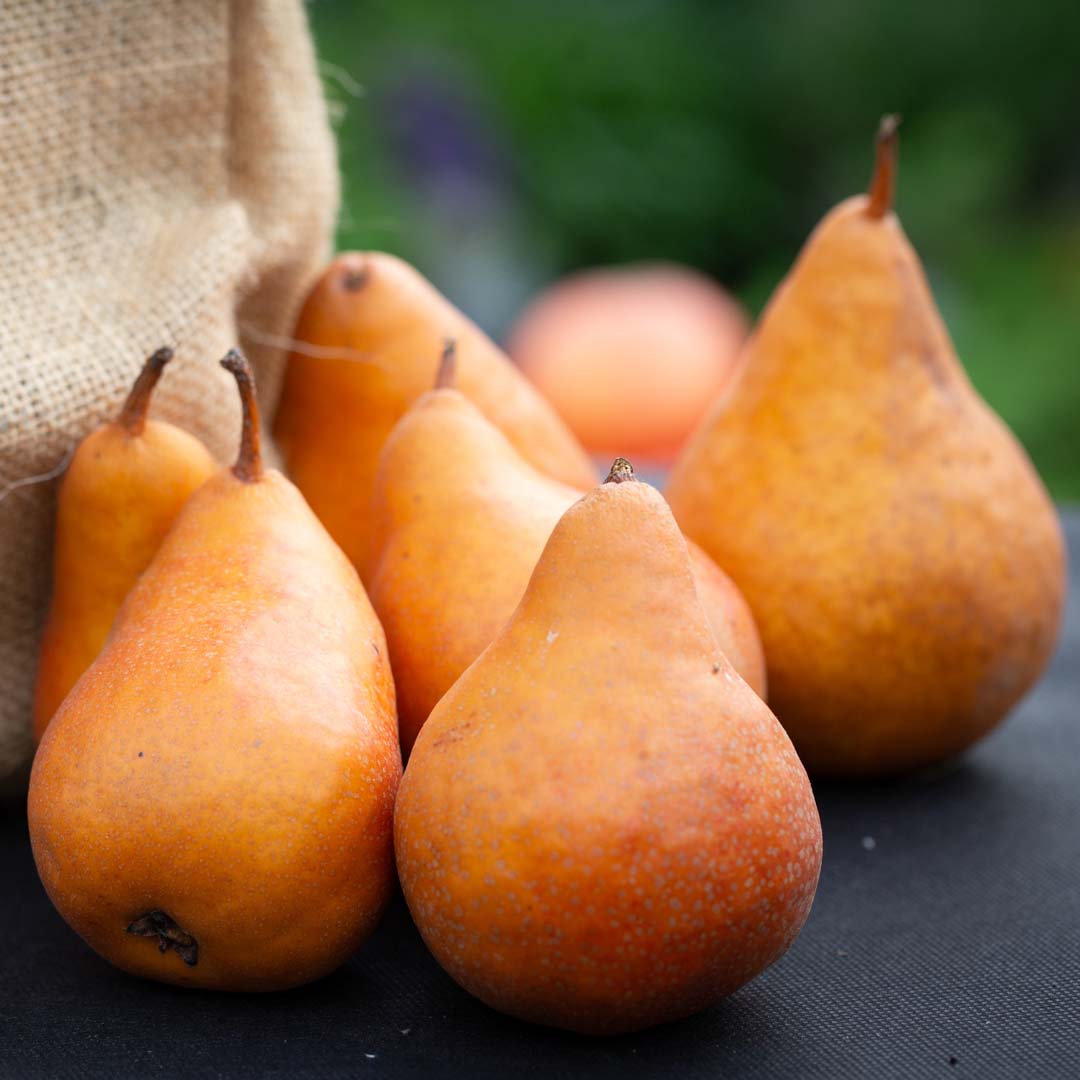 Durondeau | Frank P Matthews