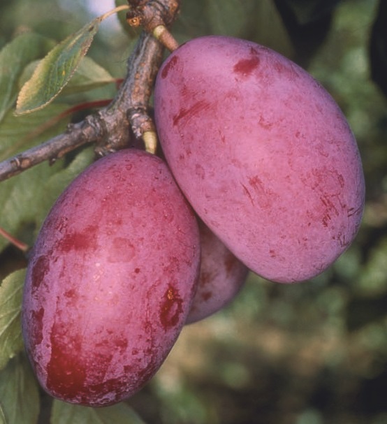 Giant Prune | Frank P Matthews