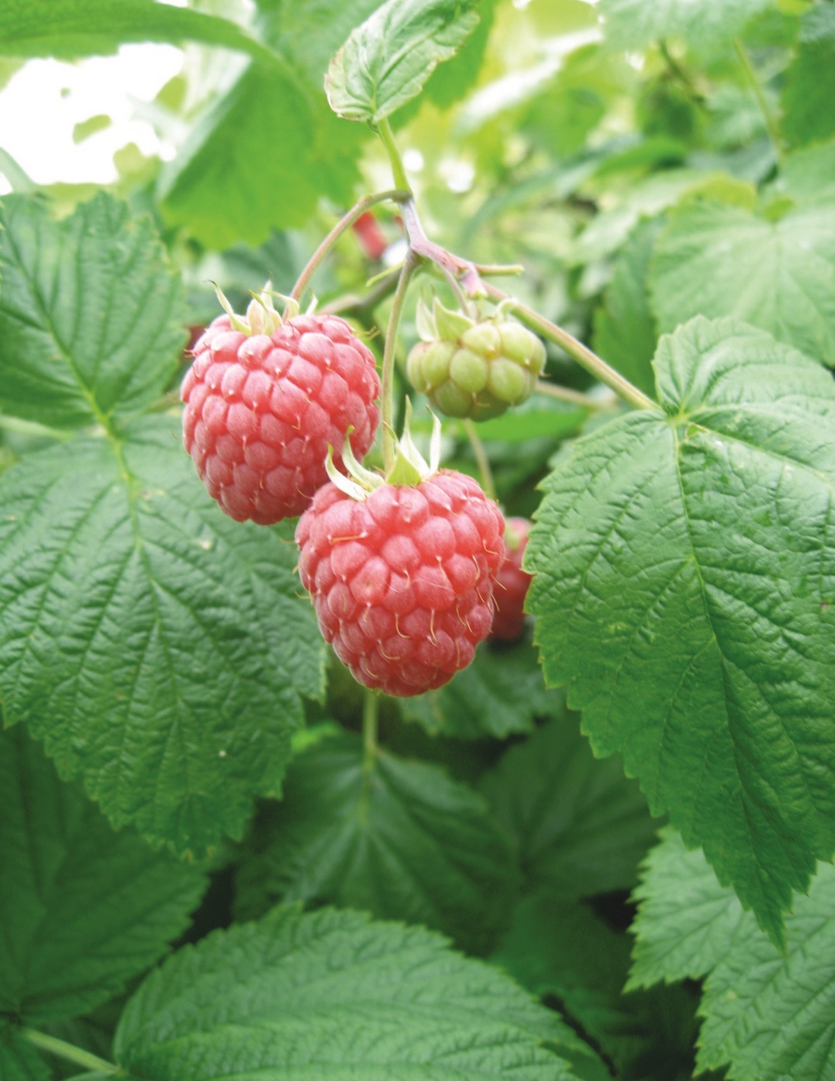 Glen Clova | Frank P Matthews