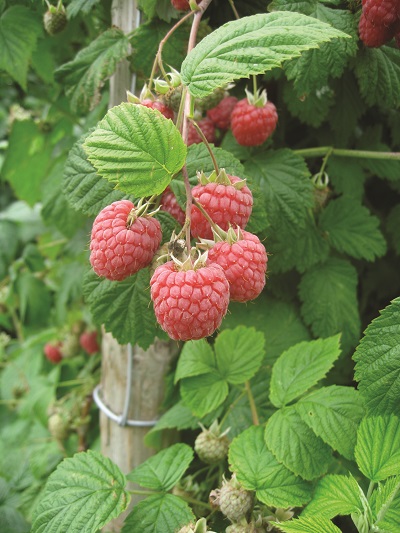 Glen Prosen® | Frank P Matthews