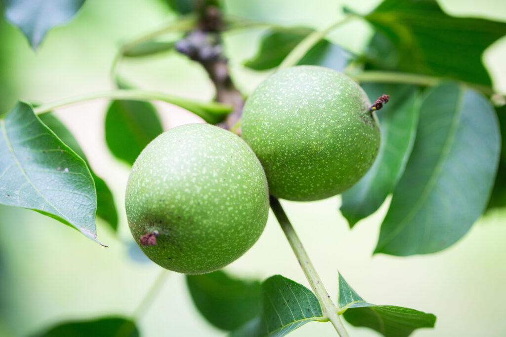 Lara | Frank P Matthews