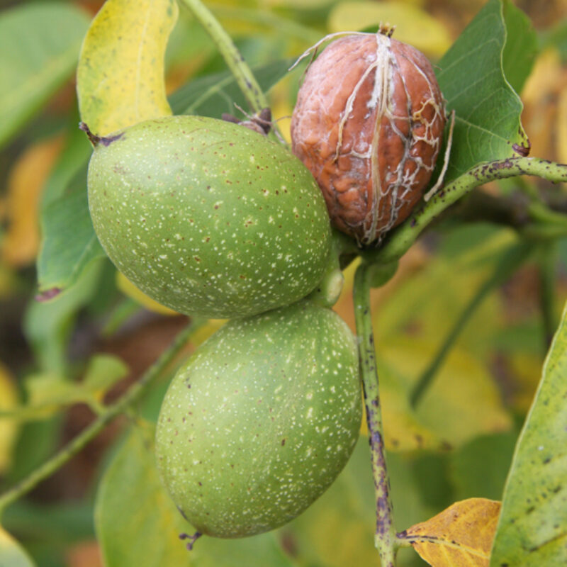 Fernor | Frank P Matthews