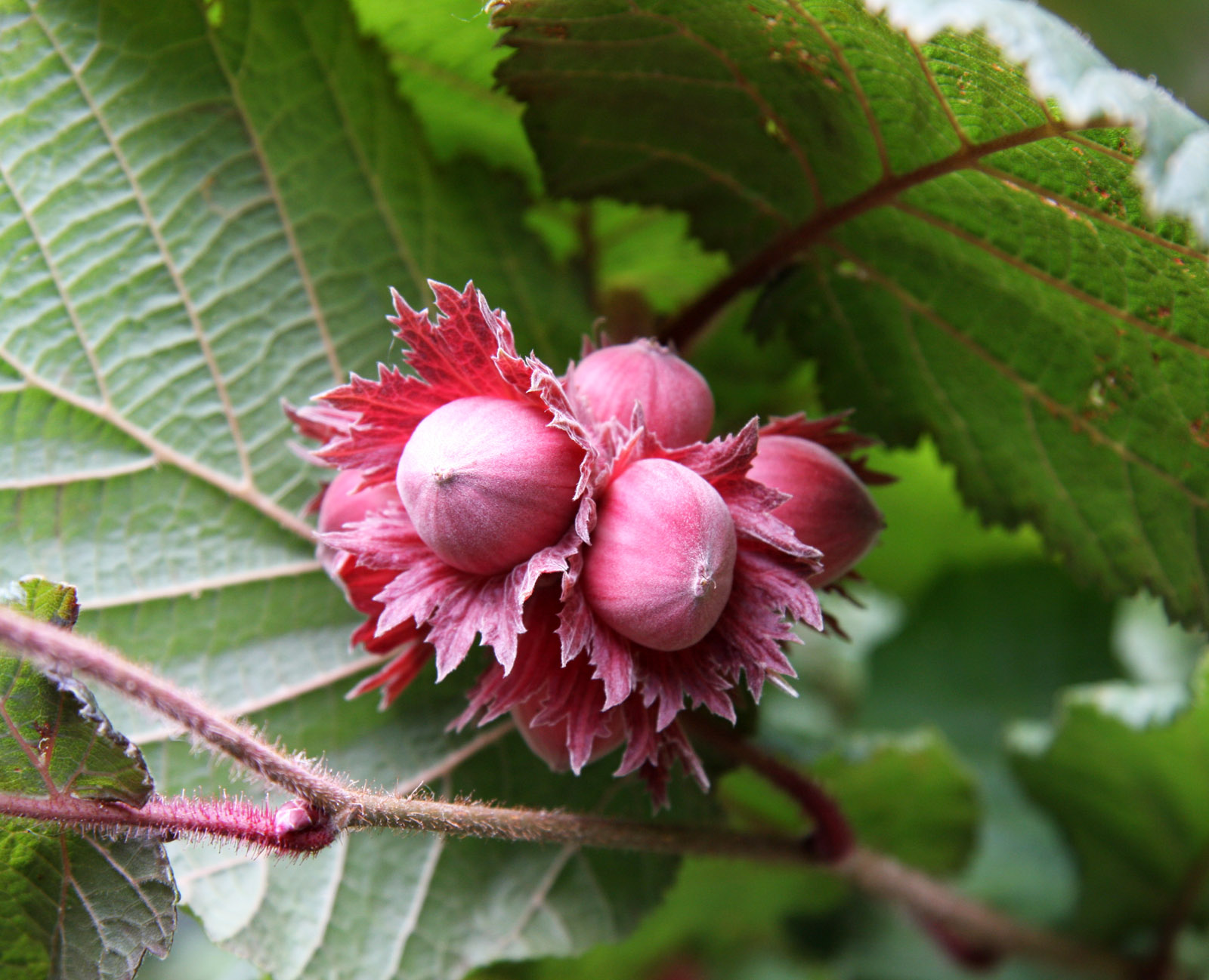 Red Filbert | Filbert | Nut Trees | Frank P Matthews