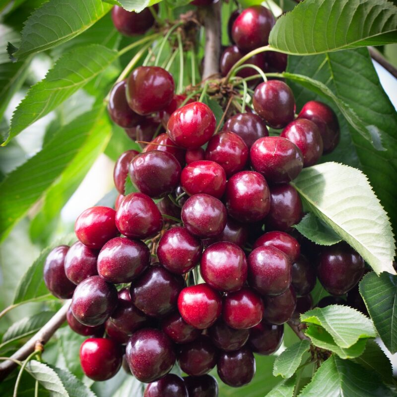 Regina | Frank P Matthews