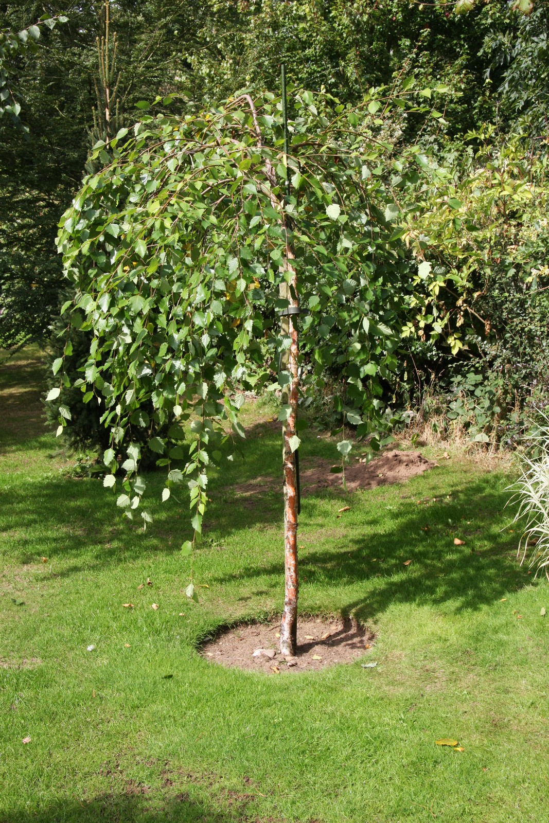 Betula nigra 'Summer Cascade'® | Frank P Matthews