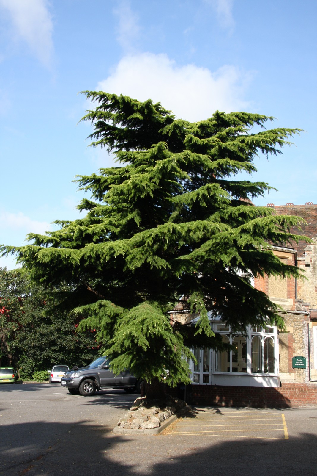 Cedrus libani subsp. atlantica | Frank P Matthews