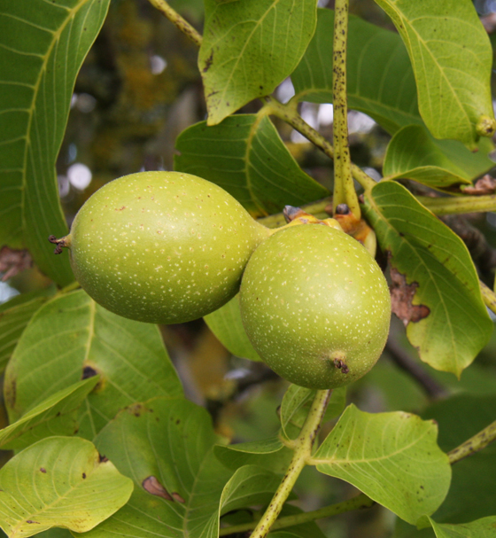 Fernette | Frank P Matthews